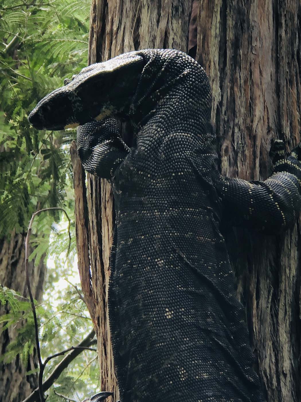 Noojee Trestle Bridge Rail Trail Walk (3km) - Gippsland, VIC